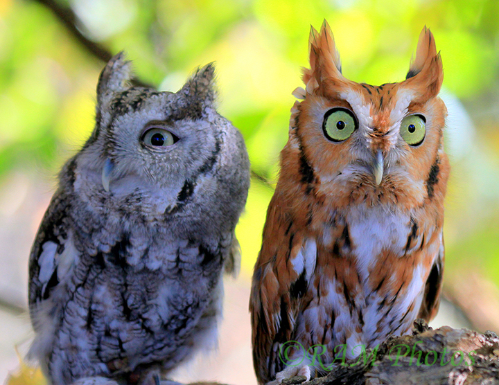 All About Owls – Raptor Education Foundation