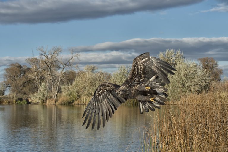 Raptor Photography – Raptor Education Foundation