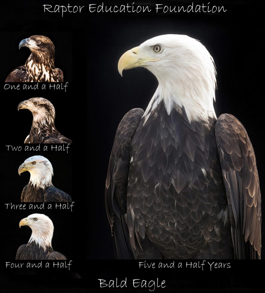 Raptor Education Foundation – A wildlife sanctuary for raptors ...